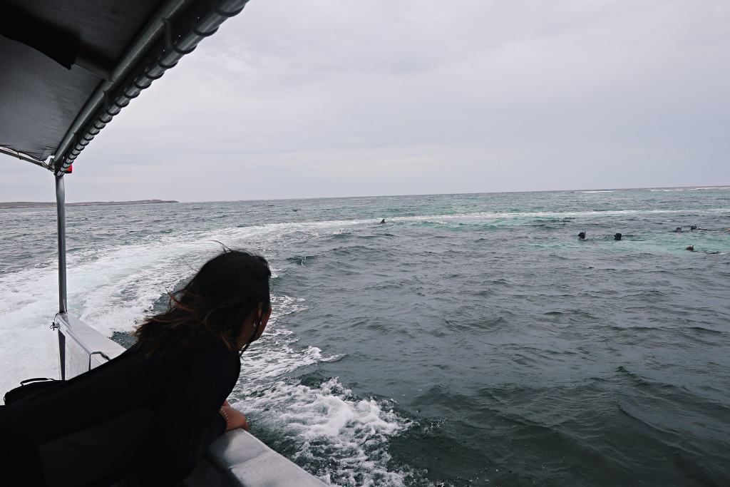 A Day Trip to Baird Bay - Swimming with Sea lions and Dolphins : Finchy ...