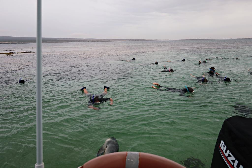 A Day Trip to Baird Bay - Swimming with Sea lions and Dolphins : Finchy ...