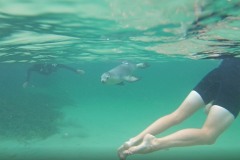 A Day Trip to Baird Bay - Swimming with Sea lions and Dolphins : Finchy ...