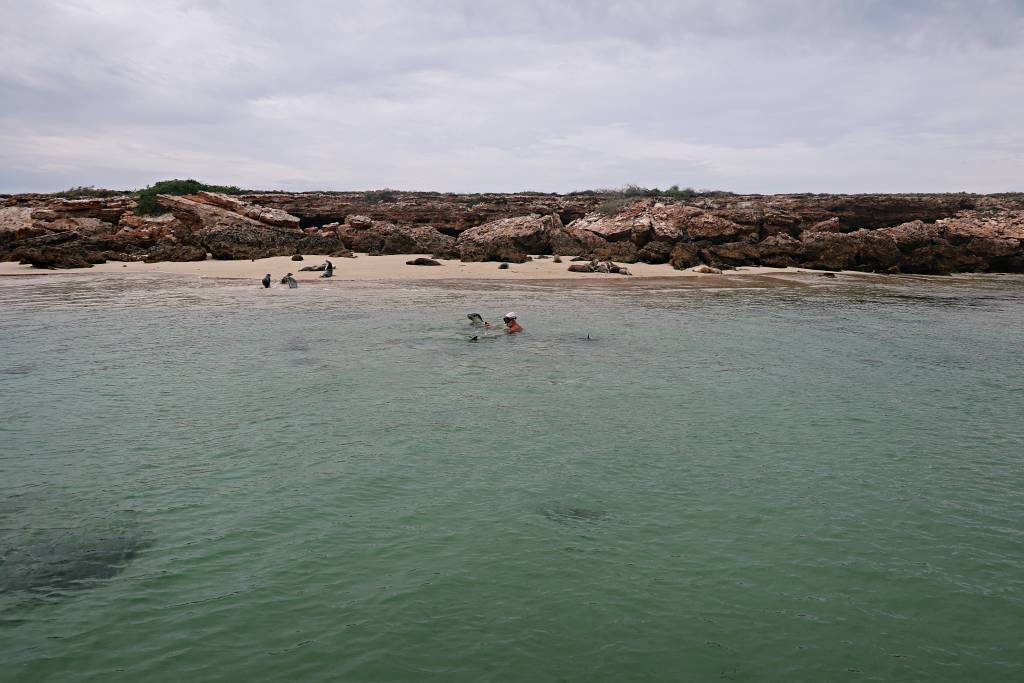 A Day Trip to Baird Bay - Swimming with Sea lions and Dolphins : Finchy ...
