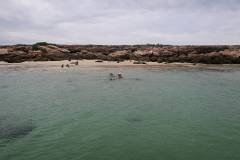 A Day Trip to Baird Bay - Swimming with Sea lions and Dolphins : Finchy ...