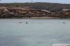 A Day Trip to Baird Bay - Swimming with Sea lions and Dolphins : Finchy ...