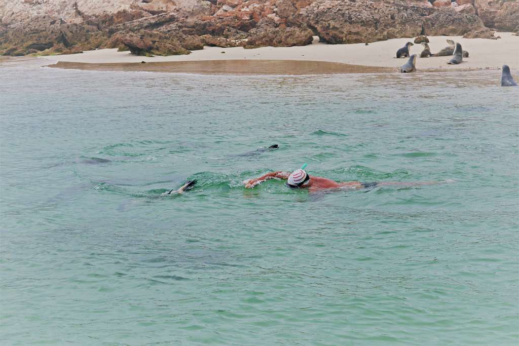 A Day Trip to Baird Bay - Swimming with Sea lions and Dolphins : Finchy ...