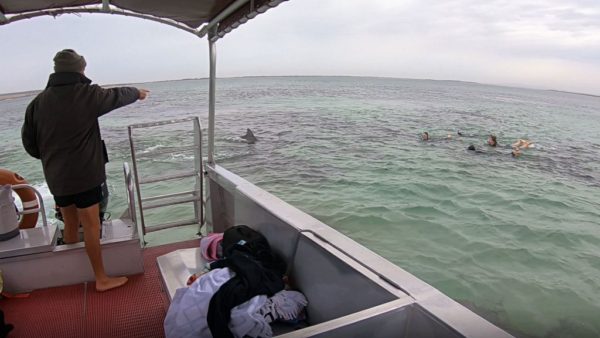 A Day Trip to Baird Bay - Swimming with Sea lions and Dolphins : Finchy ...