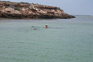A Day Trip to Baird Bay - Swimming with Sea lions and Dolphins : Finchy ...