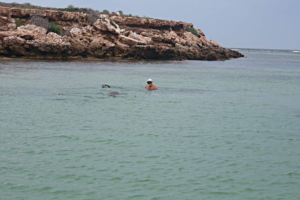 A Day Trip to Baird Bay - Swimming with Sea lions and Dolphins : Finchy ...