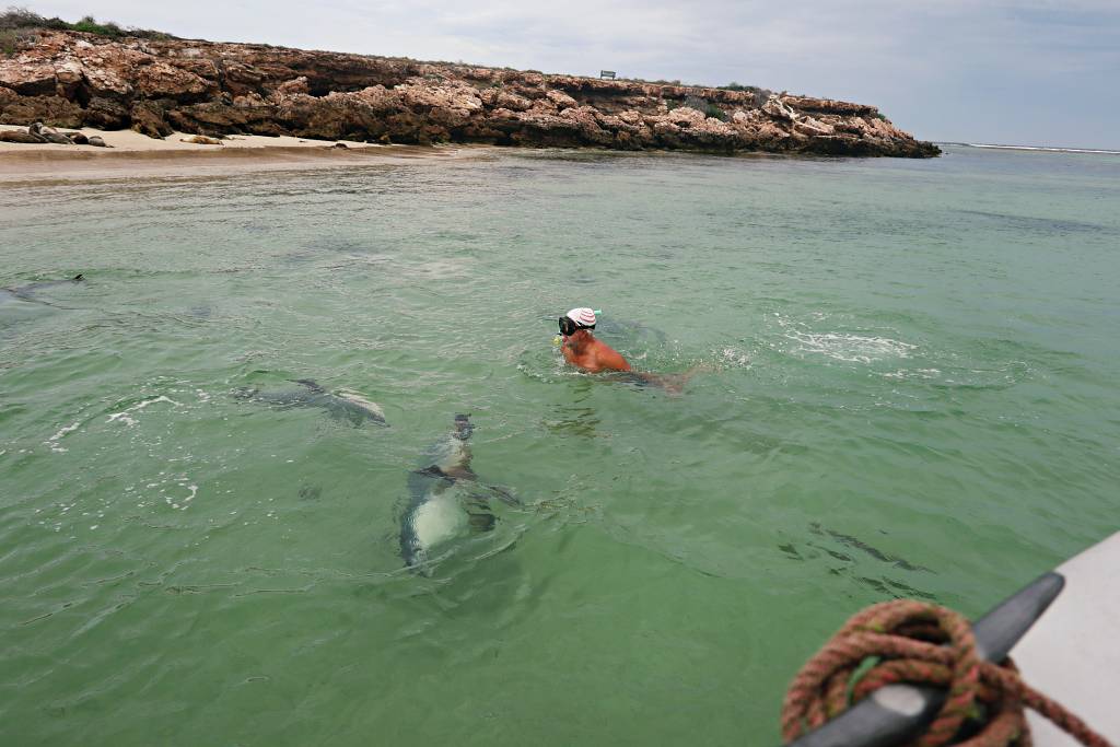 A Day Trip to Baird Bay - Swimming with Sea lions and Dolphins : Finchy ...
