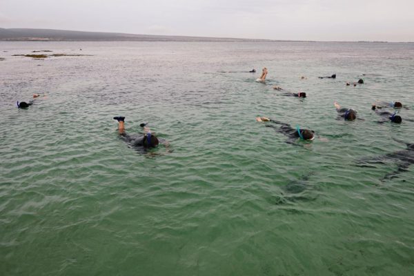 A Day Trip to Baird Bay - Swimming with Sea lions and Dolphins : Finchy ...