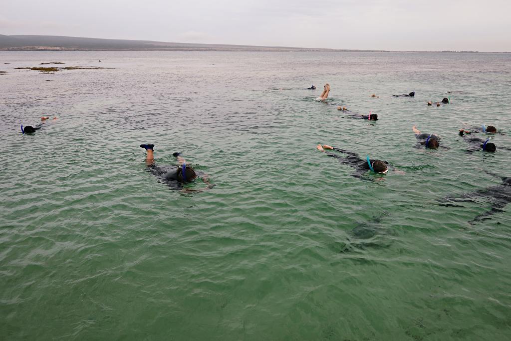 A Day Trip to Baird Bay - Swimming with Sea lions and Dolphins : Finchy ...