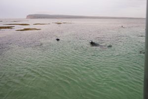 A Day Trip to Baird Bay - Swimming with Sea lions and Dolphins : Finchy ...