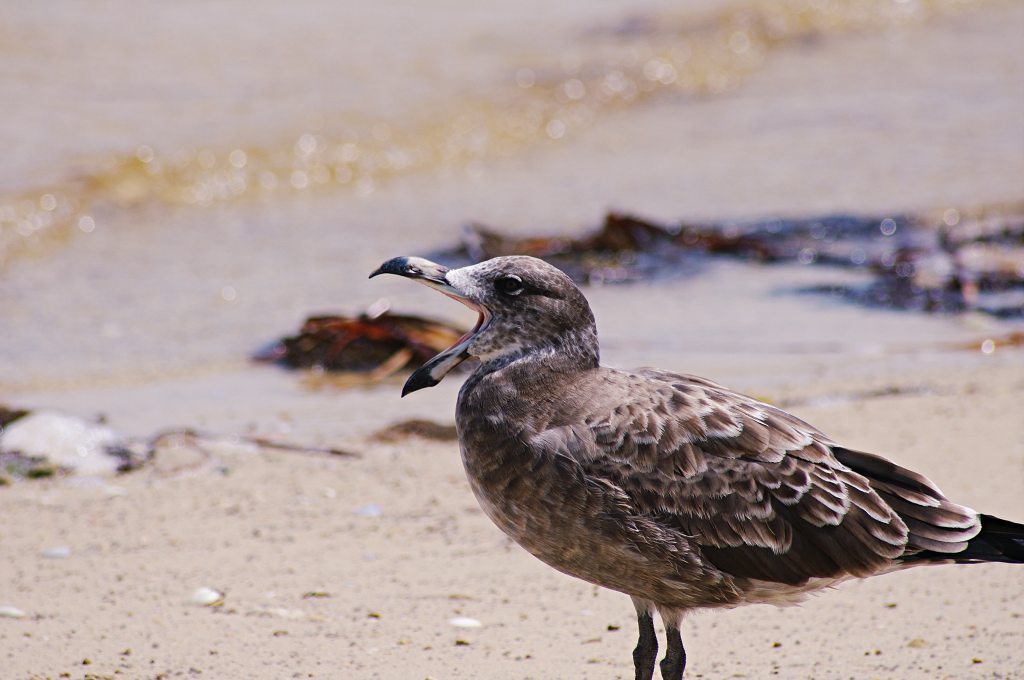 A Day Trip to Baird Bay - Swimming with Sea lions and Dolphins : Finchy ...