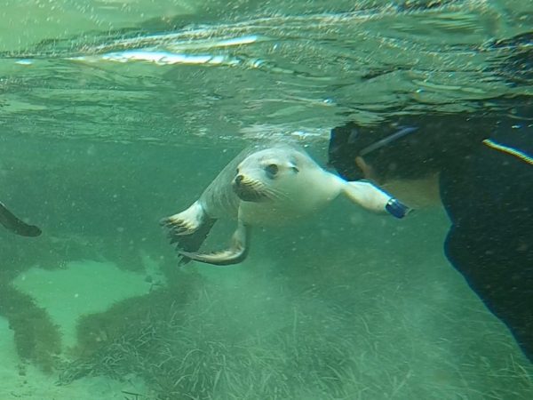A Day Trip to Baird Bay - Swimming with Sea lions and Dolphins : Finchy ...