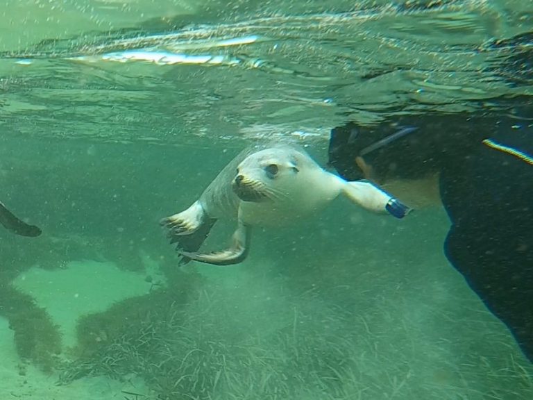A Day Trip to Baird Bay - Swimming with Sea lions and Dolphins : Finchy ...