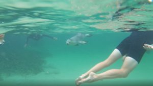 A Day Trip to Baird Bay - Swimming with Sea lions and Dolphins : Finchy ...