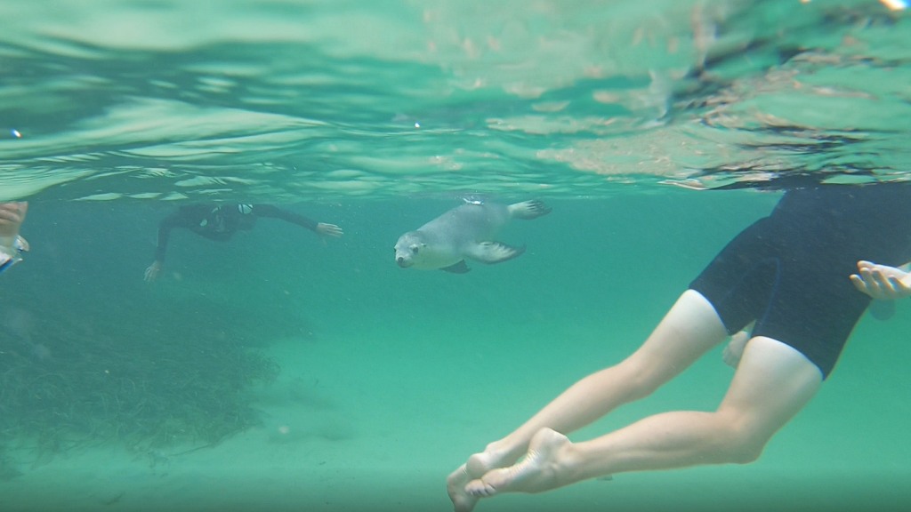 A Day Trip to Baird Bay - Swimming with Sea lions and Dolphins : Finchy ...
