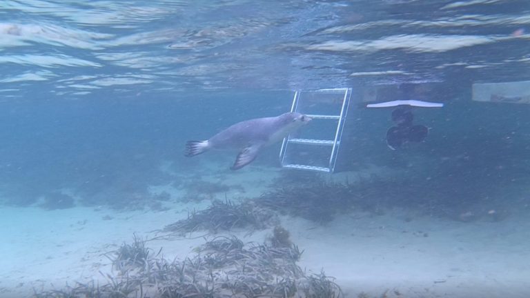 A Day Trip to Baird Bay - Swimming with Sea lions and Dolphins : Finchy ...