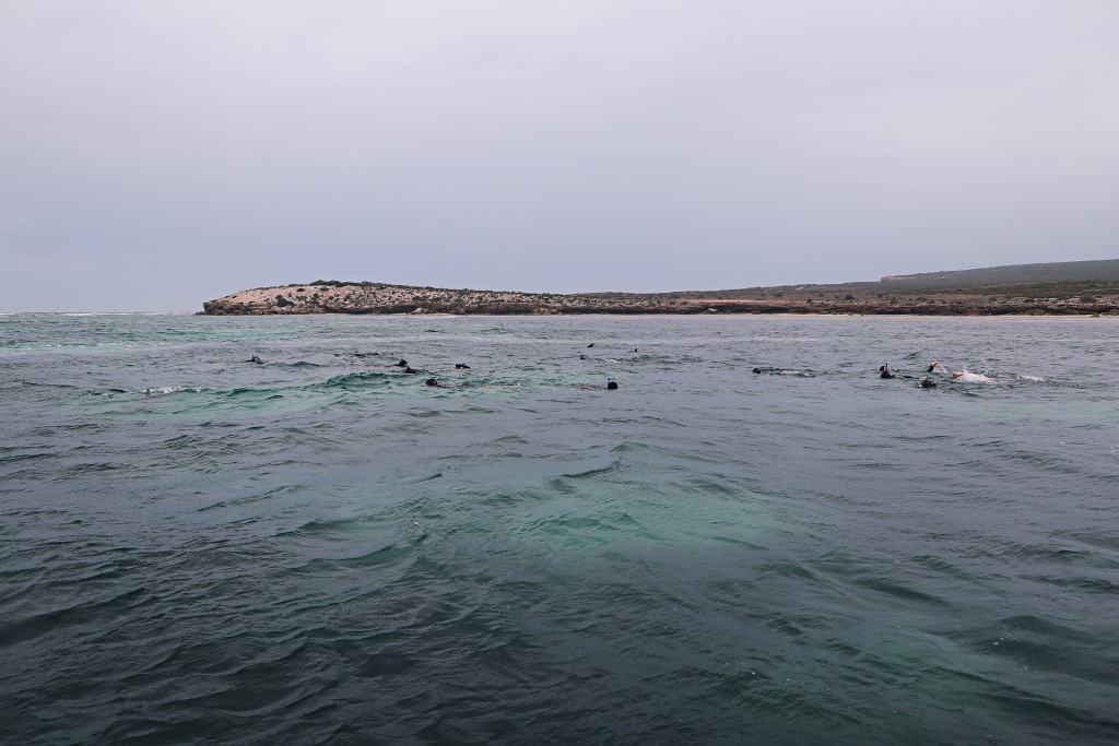 A Day Trip to Baird Bay - Swimming with Sea lions and Dolphins : Finchy ...