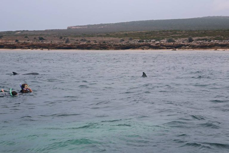 A Day Trip to Baird Bay - Swimming with Sea lions and Dolphins : Finchy ...