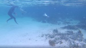 A Day Trip to Baird Bay - Swimming with Sea lions and Dolphins : Finchy ...