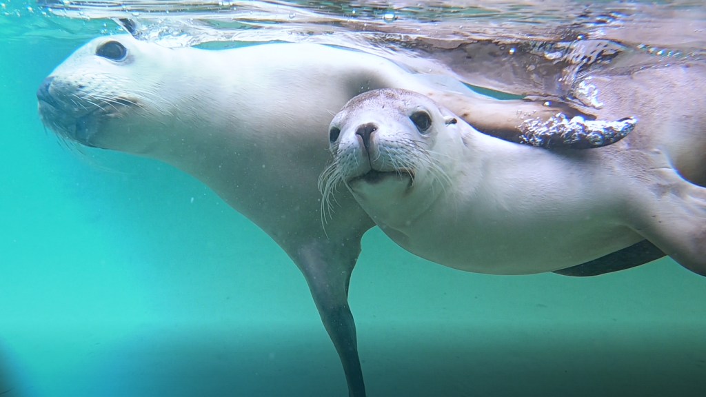 A Day Trip to Baird Bay - Swimming with Sea lions and Dolphins : Finchy ...