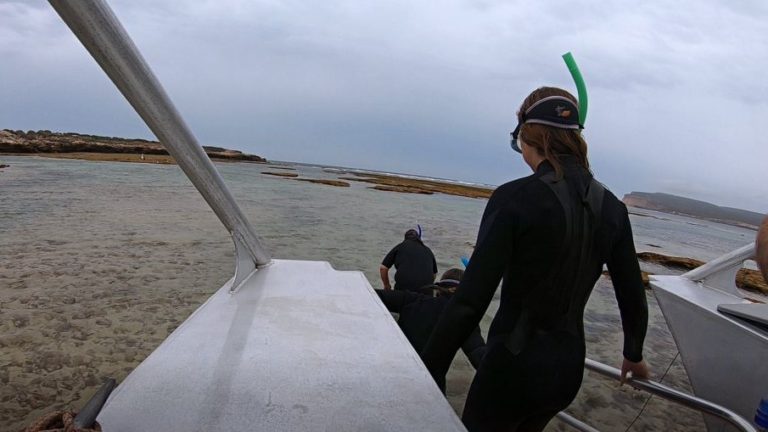 A Day Trip to Baird Bay - Swimming with Sea lions and Dolphins : Finchy ...