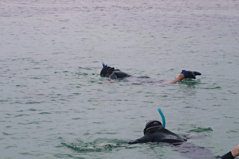 A Day Trip to Baird Bay - Swimming with Sea lions and Dolphins : Finchy ...